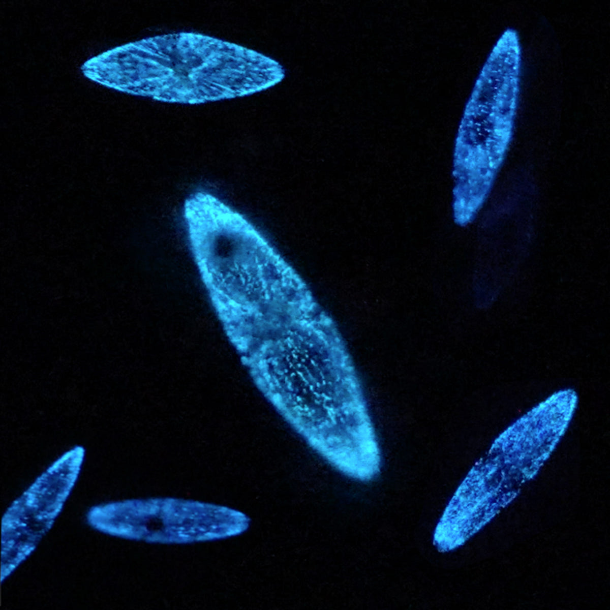 Bioluminescent Plankton Kit | Glowing Oceans